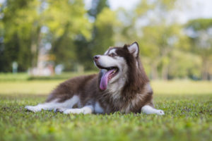 Magkatarr hos hund | Evidensia