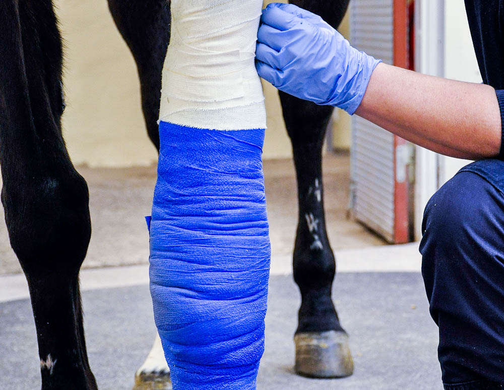 Lymfangit hos häst | Evidensia