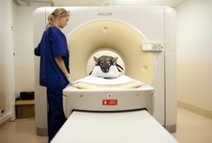 Cancer hos hund - Upptäckt och behandling | Evidensia