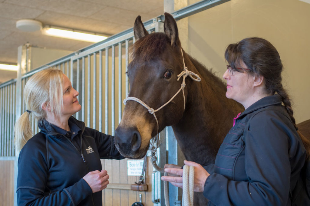 Spolmask hos häst | Evidensia
